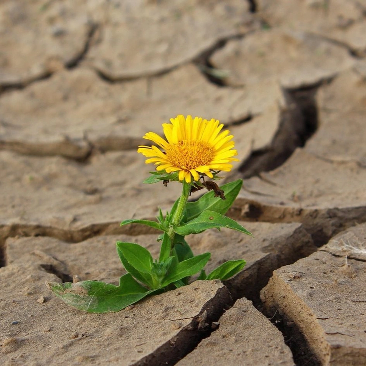 Resilient growth for professional firms: Inspiration beyond the sector