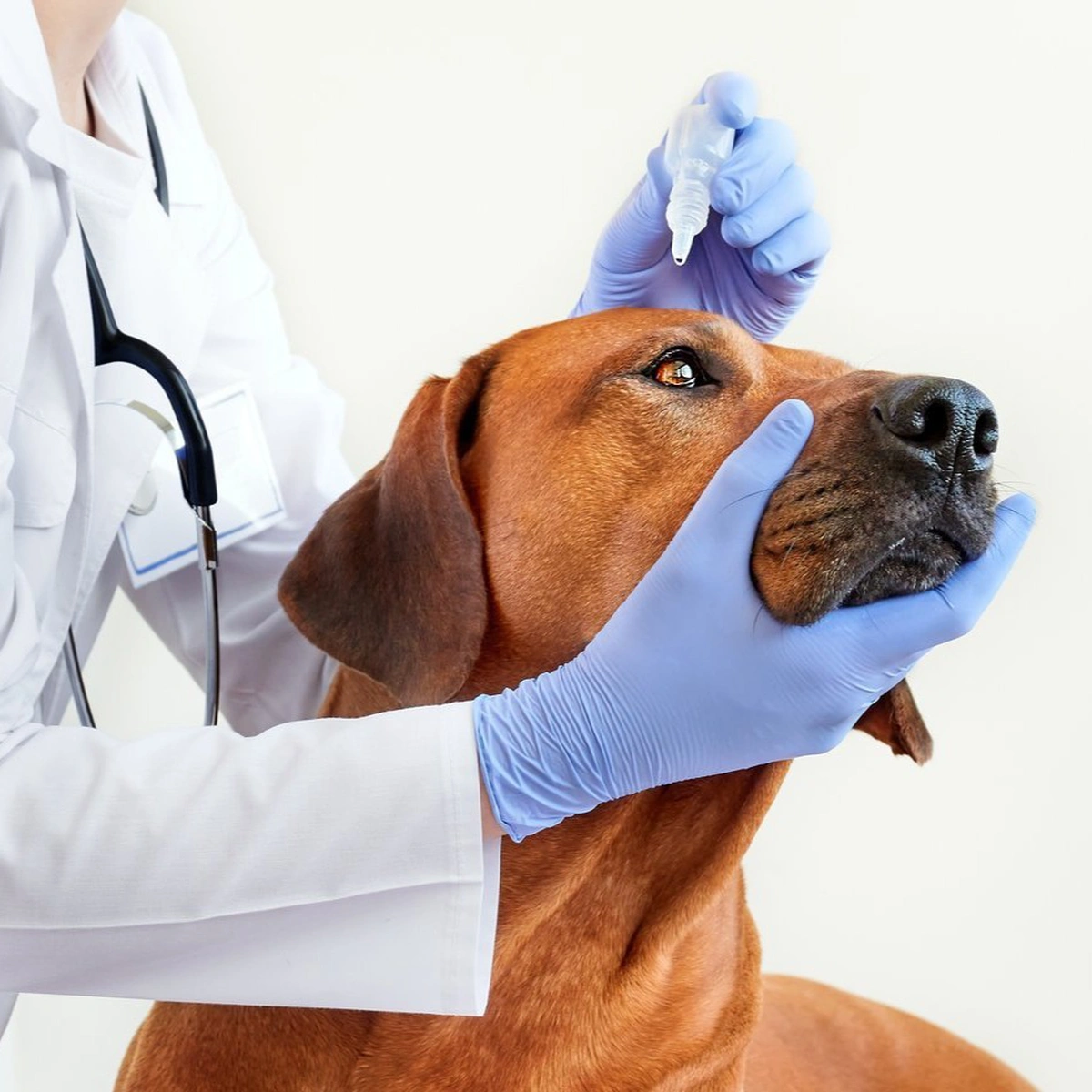 European pet, vet & animal-health sector overview